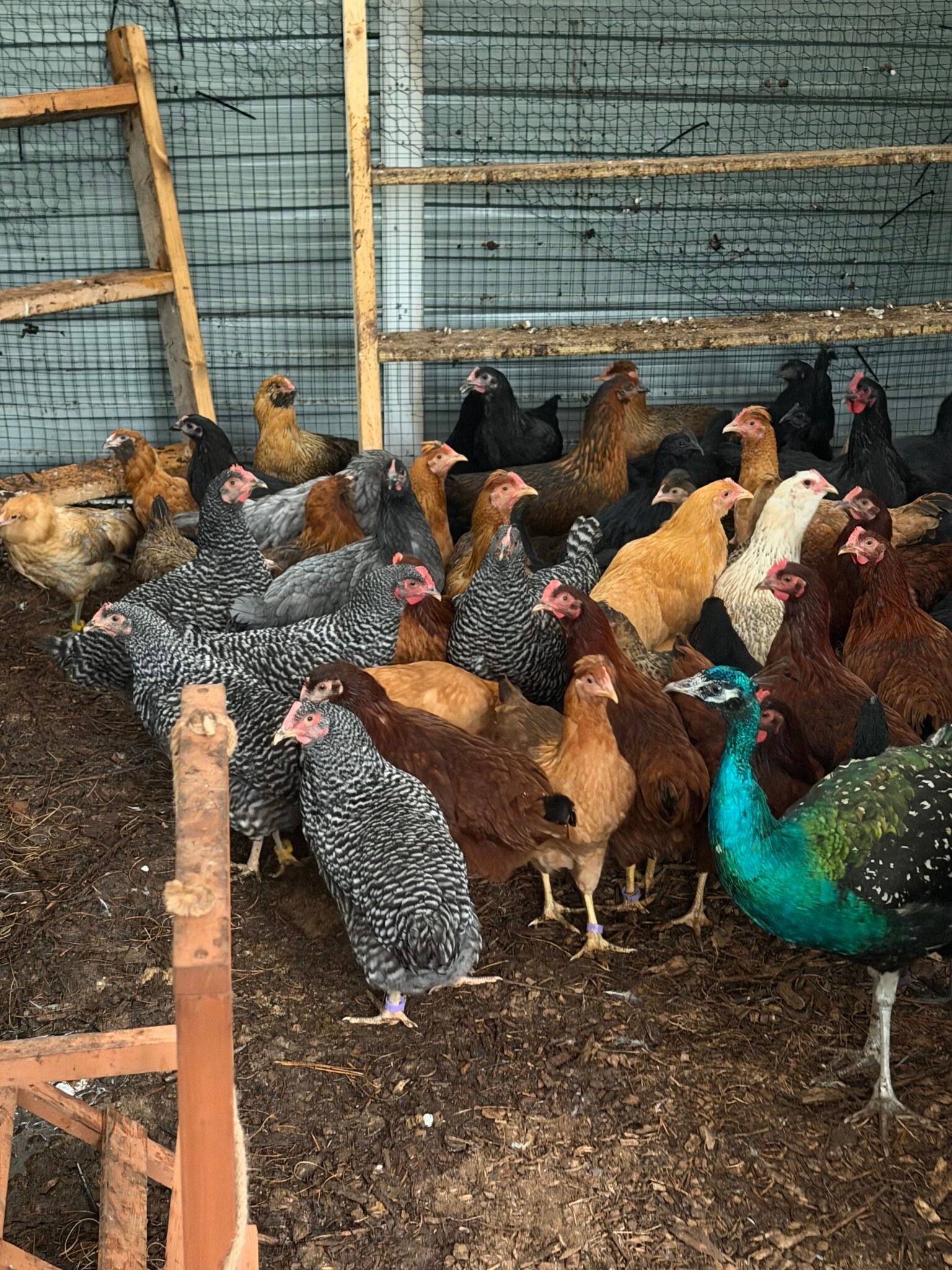 Black Feather Farms - Black Feather Enterprises